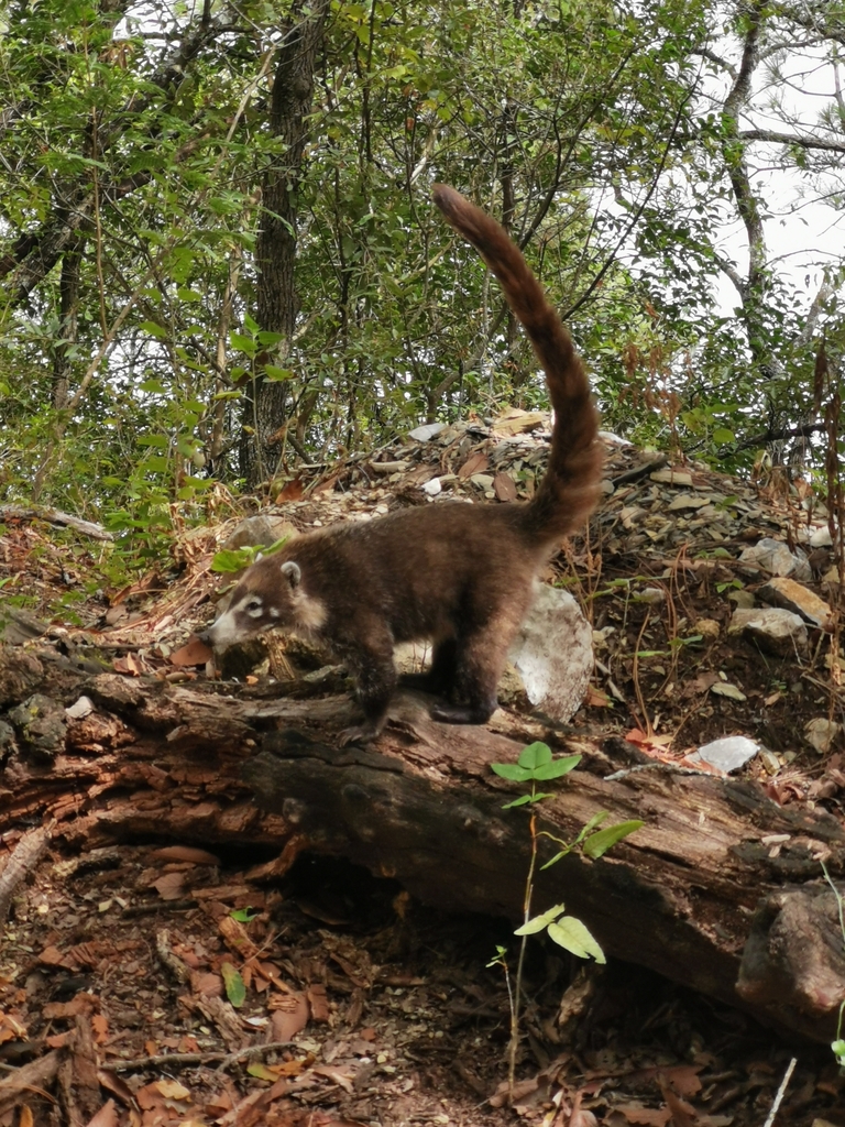 White-nosed Coati from Parque Ecológico Chipinque A.B.P. on October 23 ...
