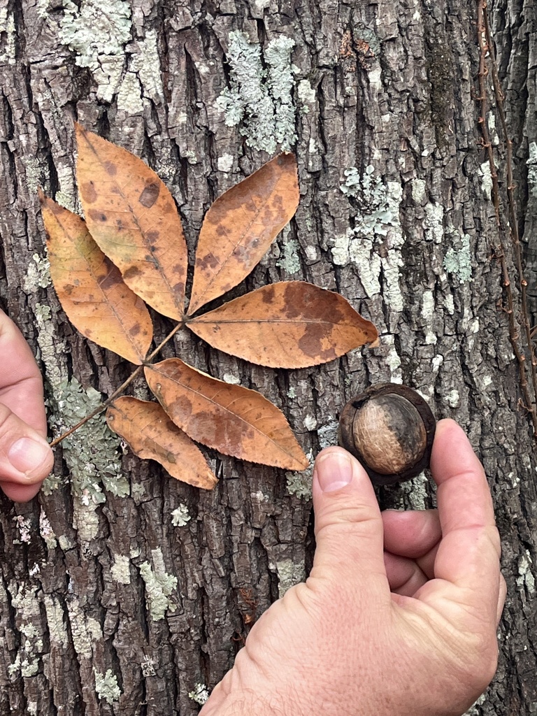 sand hickory from Oak Ridge Cir, Hoover, AL, US on November 26, 2022 at ...