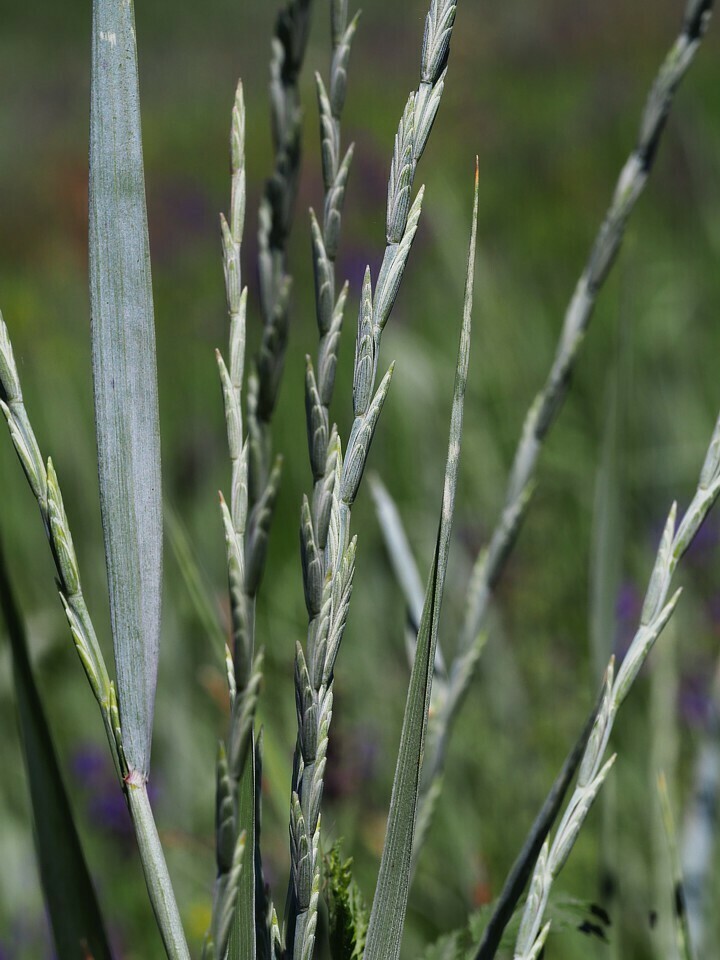 Intermediate Wheatgrass (Thinopyrum intermedium) - Botanical Realm