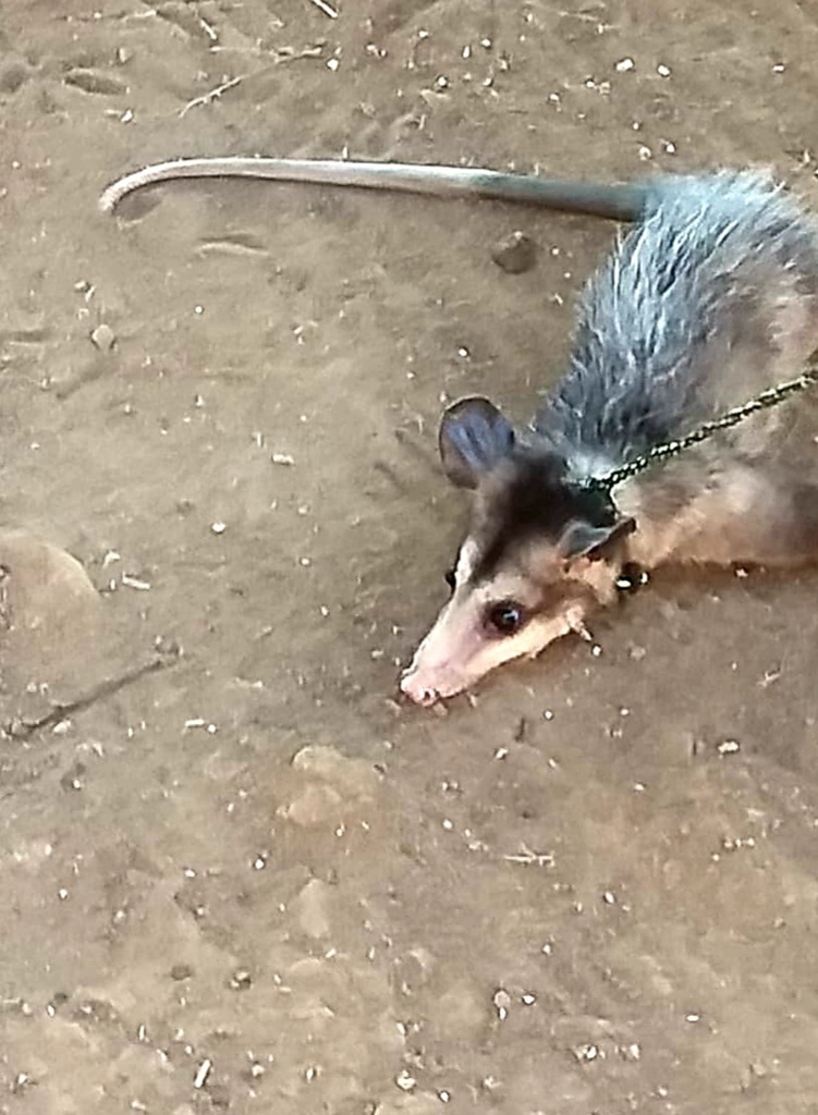 Large American Opossums from La Sabana, Pedregal, Panamá on November 26 ...