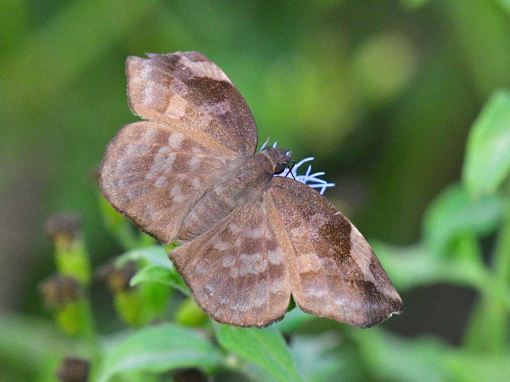 Sickle-winged Skipper from Hidalgo, Texas, United States on November 11 ...