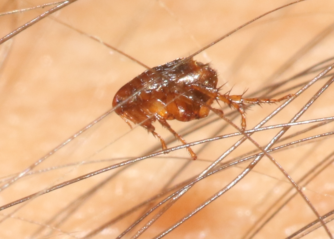 Pulex irritans Linnaeus, 1758