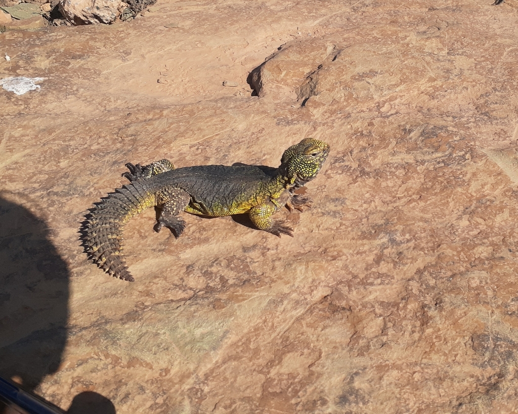 Moroccan Spiny-tailed Lizard from Guelmim, MA-GE, MA on November 25 ...