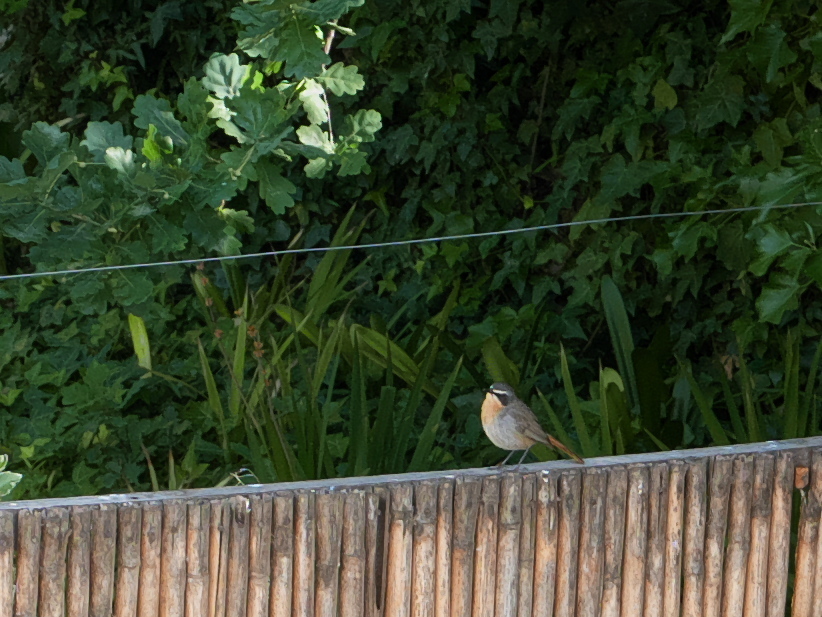 Southern Cape Robin-Chat from Barrydale, 6750, Sudáfrica on November 10 ...