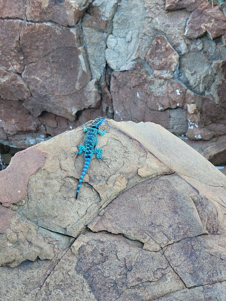 Blue-spotted Spiny Lizard in November 2022 by calcelli. Unsure but ...