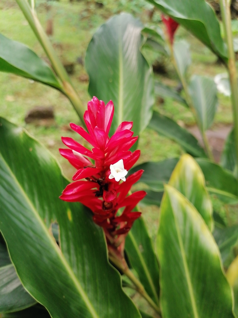 Red Ginger from Las Lajas, Panamá on November 26, 2022 at 04:59 PM by ...