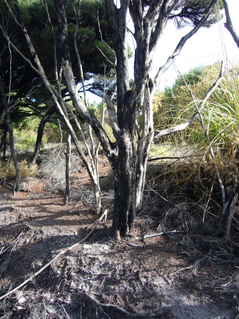 Capnodiales from Karikari Peninsula 0483, New Zealand on April 19, 2022 ...