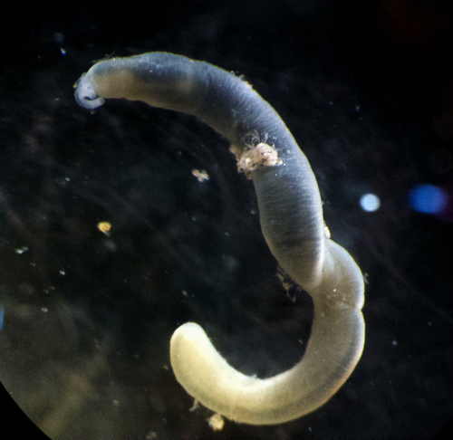 Lineus bonaerensis · iNaturalist