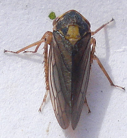 Macropsis scotti | Insect Vectors of Plant Disease