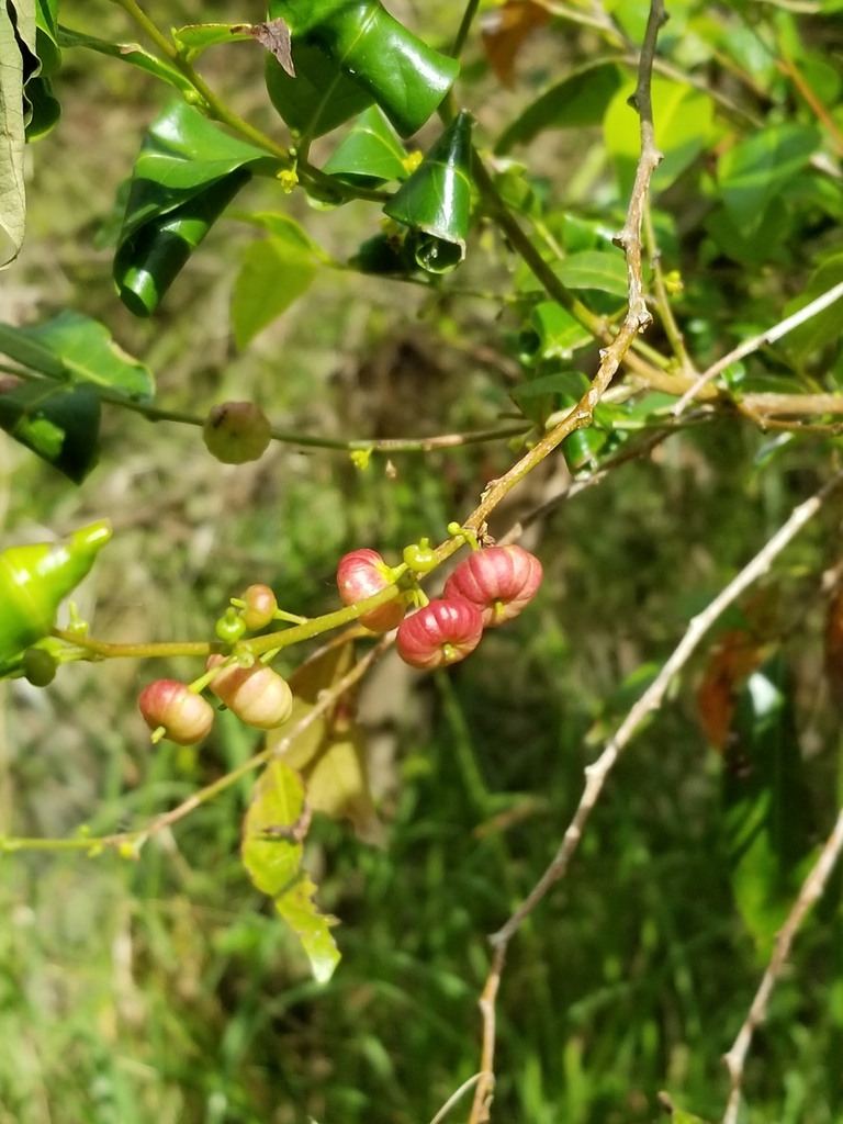 Cheese Tree from Numinbah Valley QLD 4211, Australia on November 27 ...
