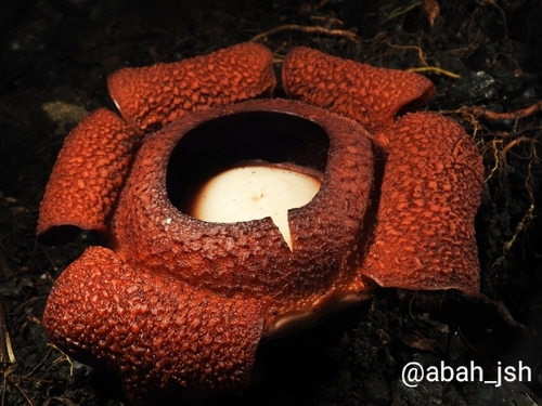 Rafflesia rochussenii · NaturaLista Colombia