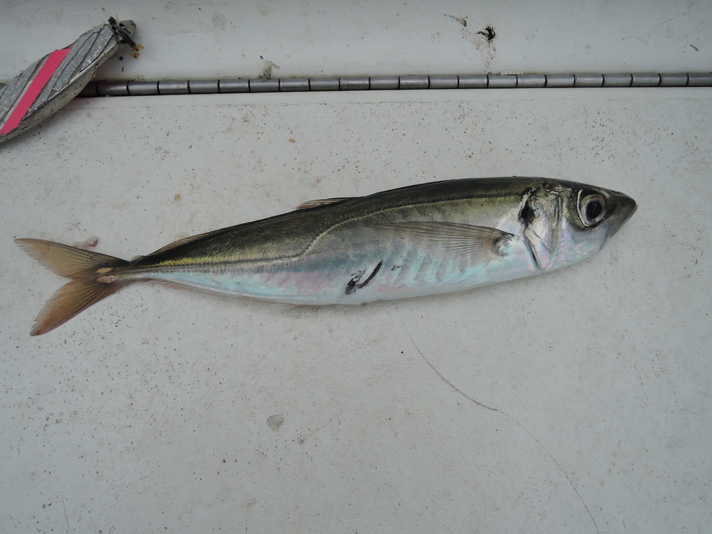 Pacific Jack Mackerel (Trachurus symmetricus) - Marine Life Identification
