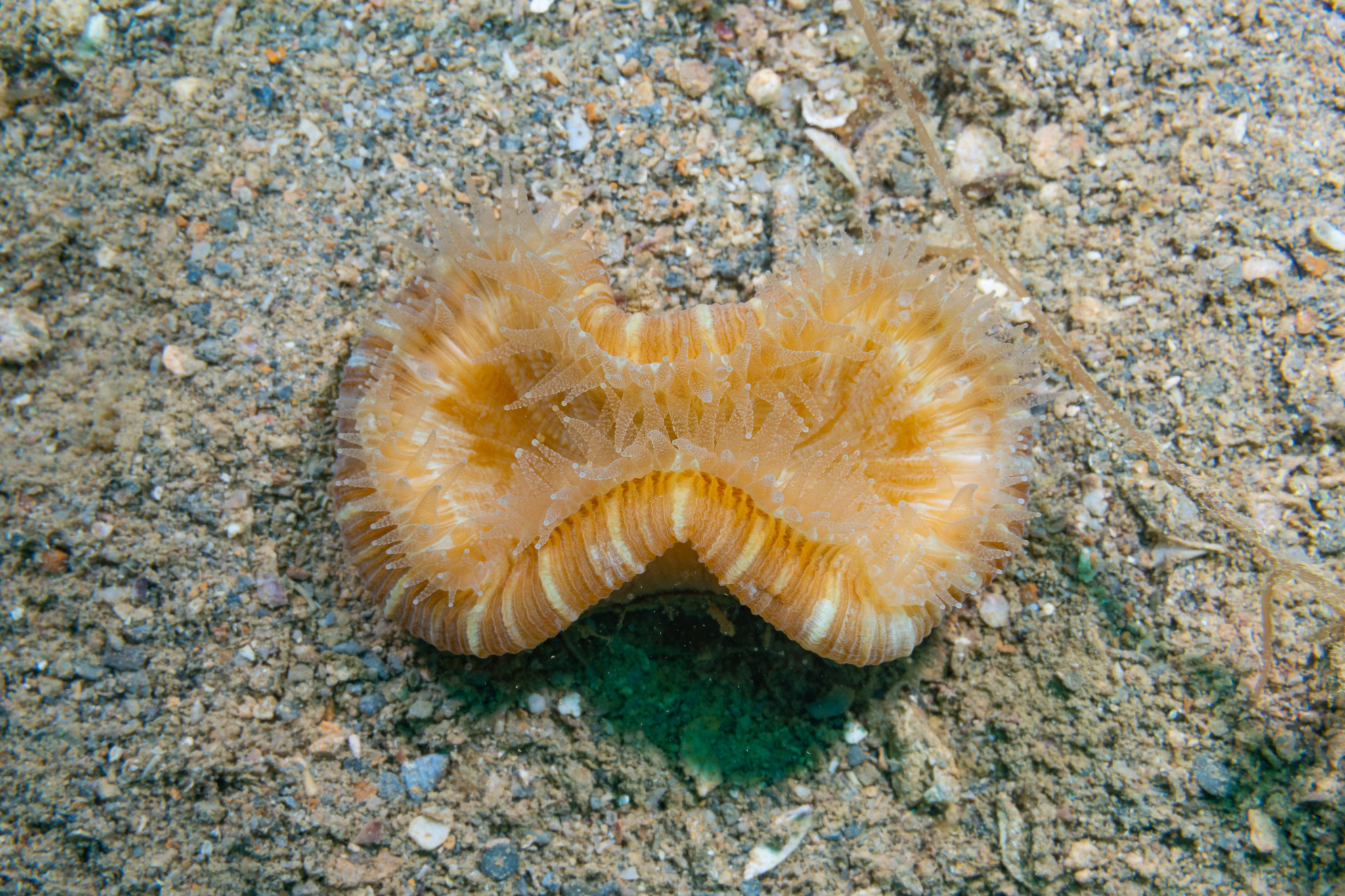 Trachyphyllia Milne Edwards & Haime, 1849