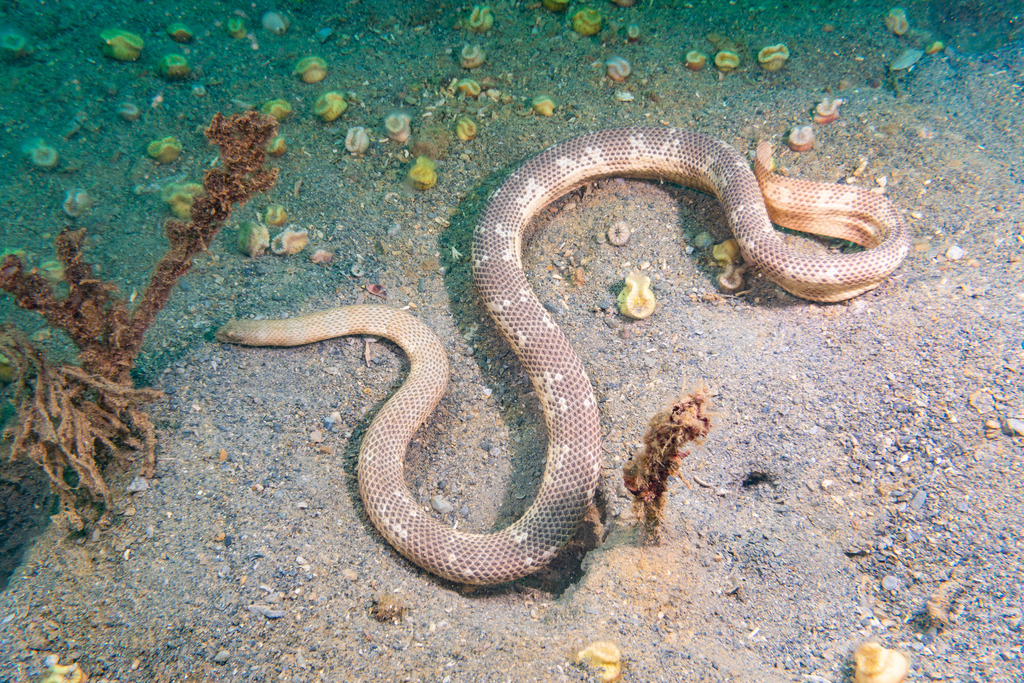 Horned Sea Snake (Hydrophis peronii) - Snakes and Lizards