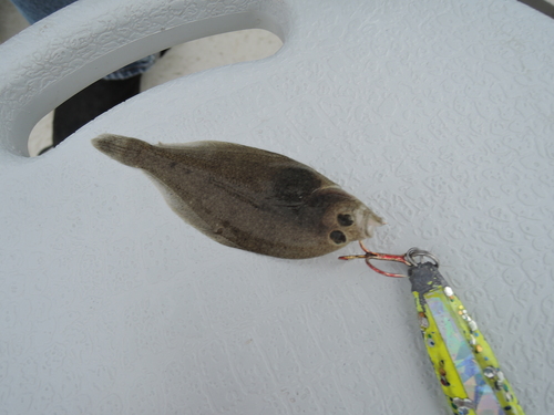 Pacific sanddab (Animals of the Lower Mainland) · iNaturalist