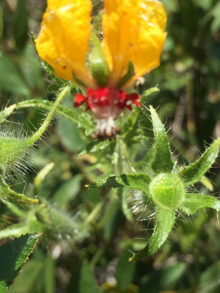 Loasa tricolor from San Antonio, Valparaíso, Chile on November 14, 2022 ...