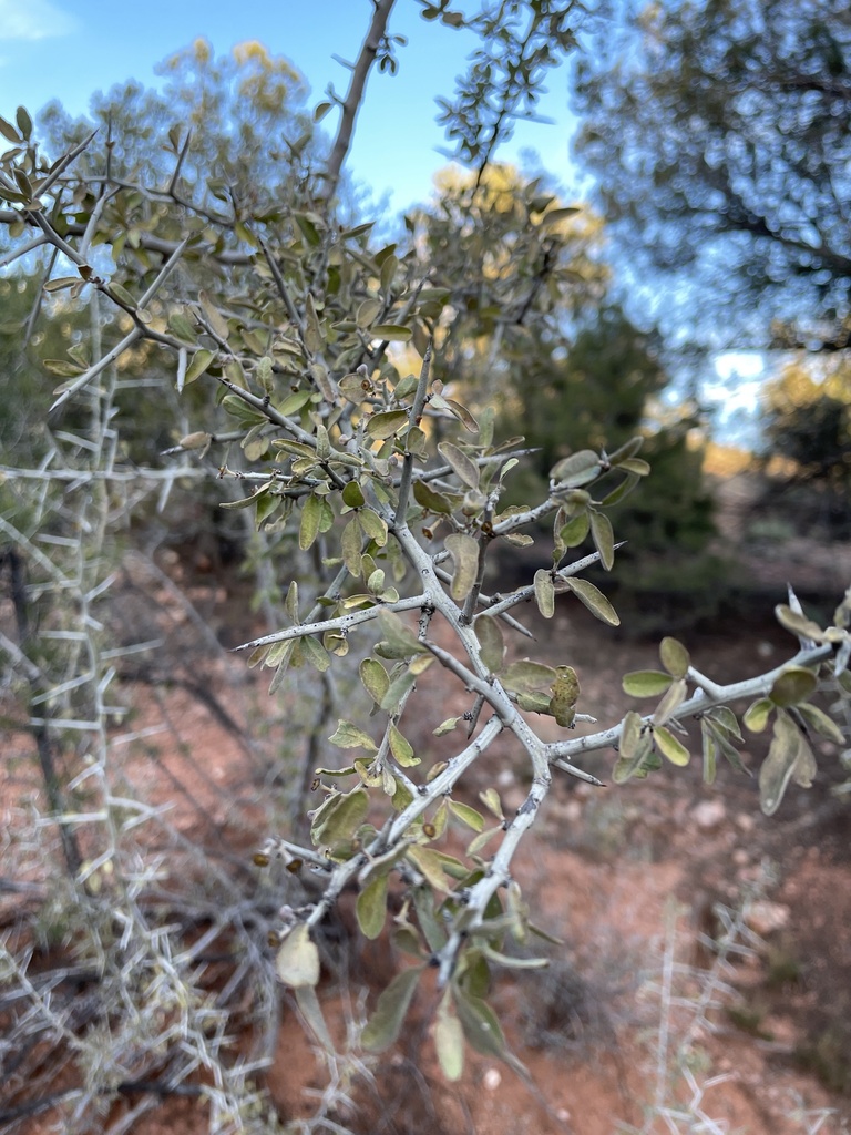 lotebush from Coconino National Forest, Sedona, AZ, US on November 26 ...