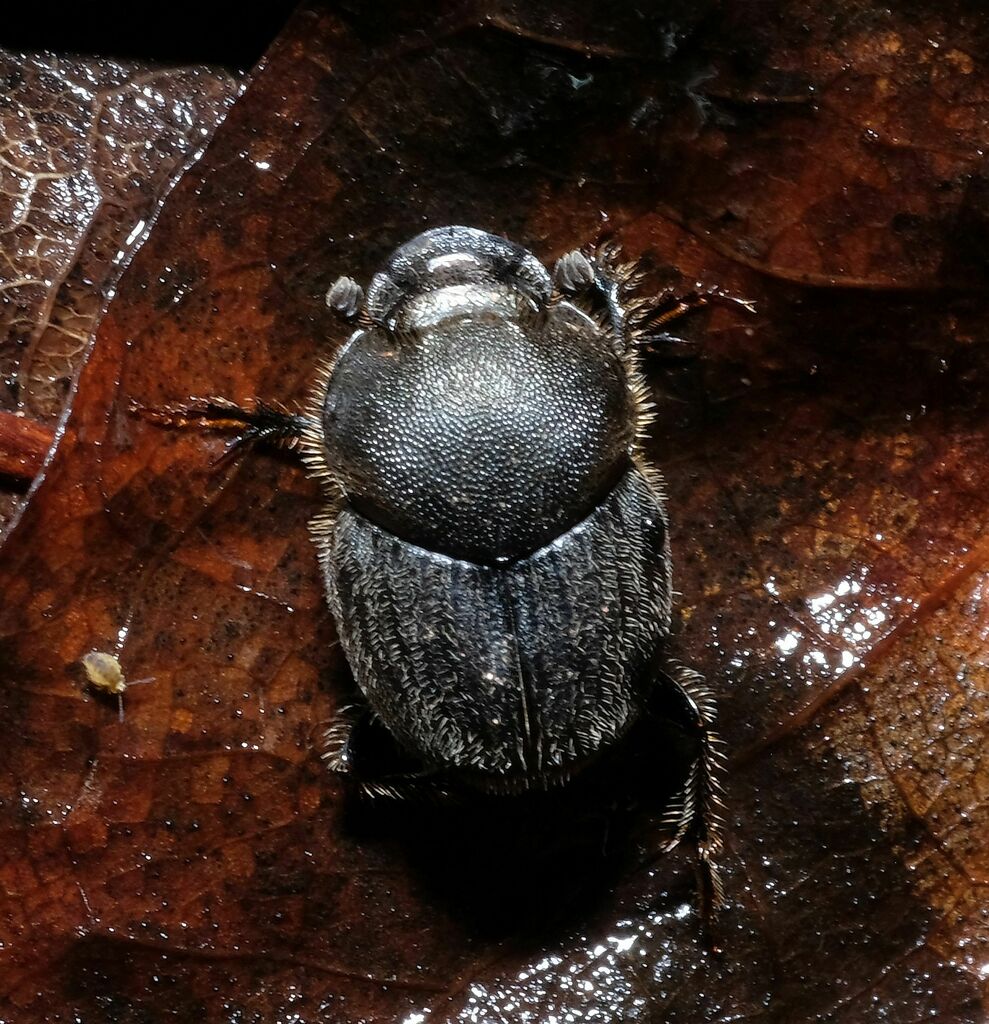 Scooped Scarab from Rockdale County, GA, USA on November 26, 2022 at 12 ...