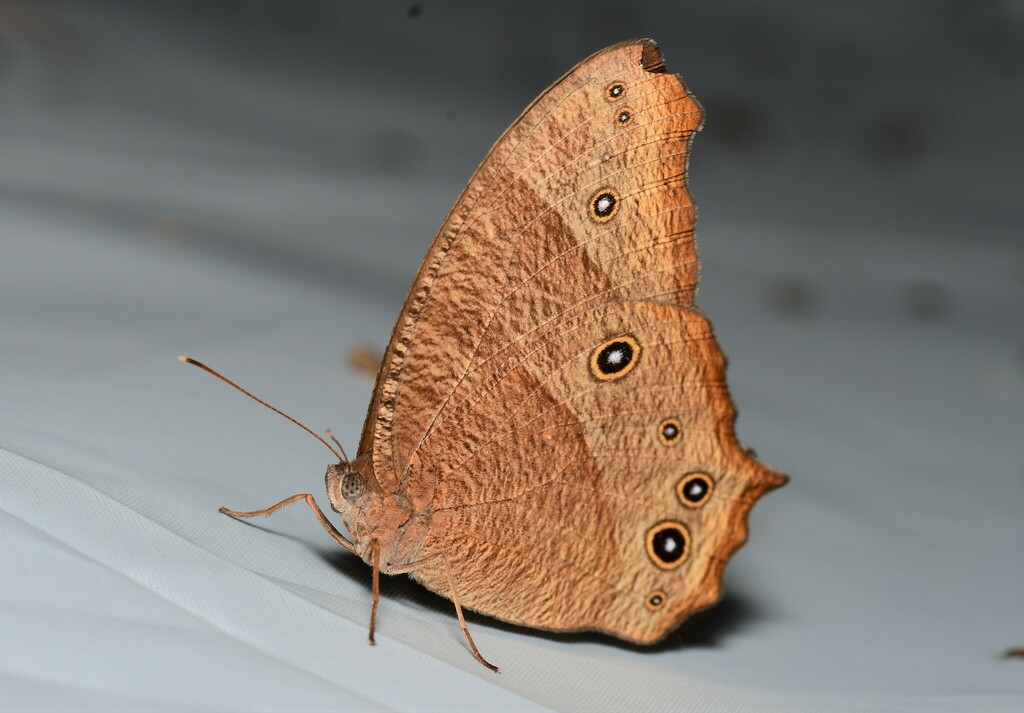 Common Evening Brown (insects of mumbai) · iNaturalist