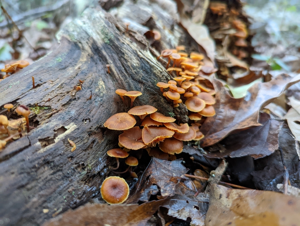 Xeromphalina from Senoia, GA 30276, USA on November 26, 2022 at 04:58 ...