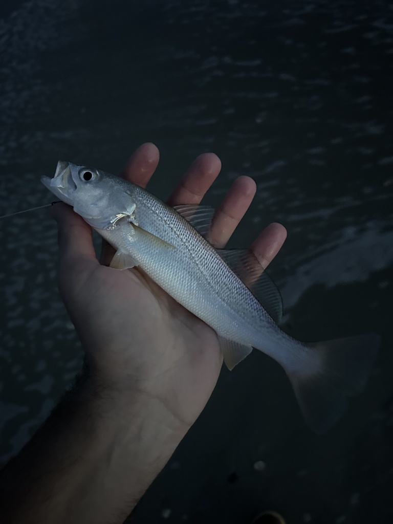 Weakfishes (Cynoscion) - Marine Life Identification