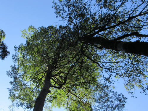 Huodendron tibeticum · iNaturalist