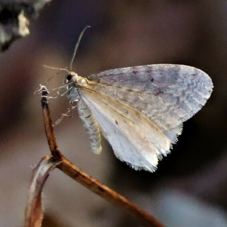 Bruce Spanworm Moth from Belleville, ON, Canada on November 26, 2022 at ...