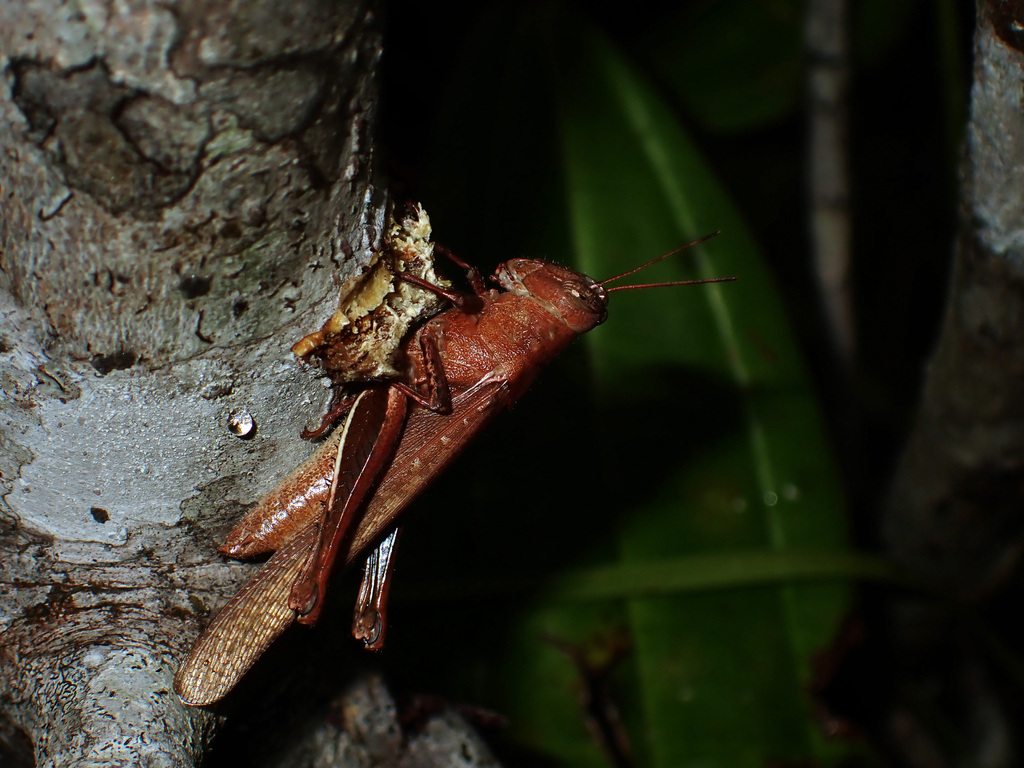 Abracris flavolineata from Sinnamary 97315, French Guiana on October 30 ...