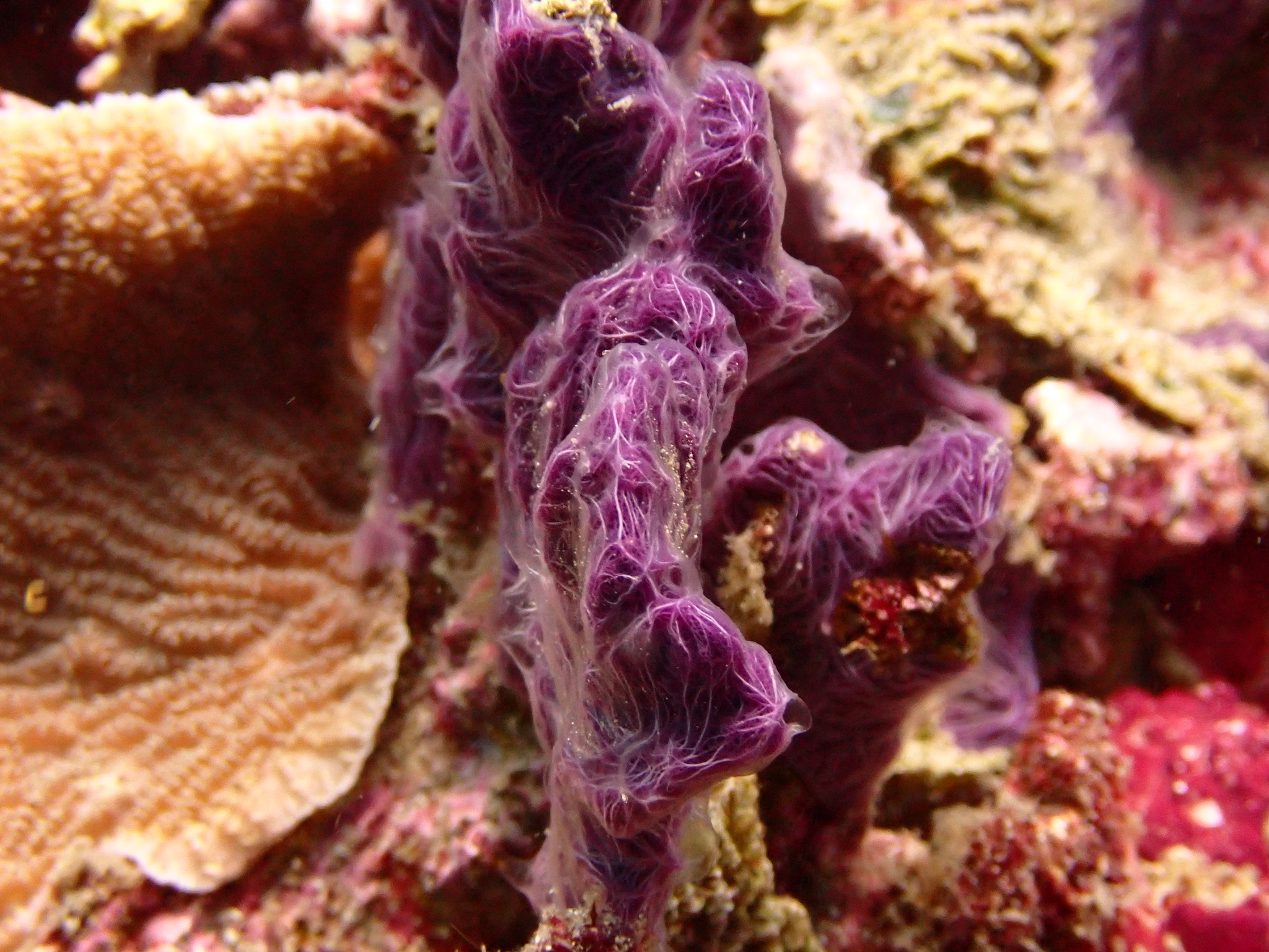 Chalinula nematifera (de Laubenfels, 1954)