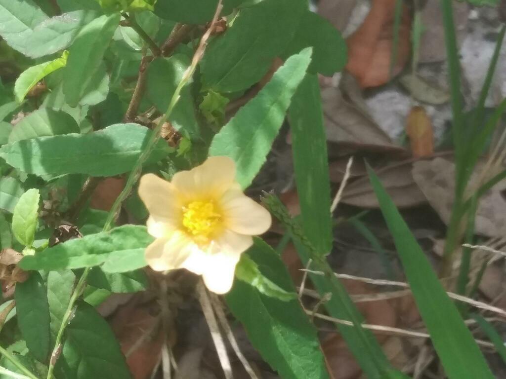 Common Fanpetals from Coconut Grove, Miami, FL, USA on October 1, 2022 ...