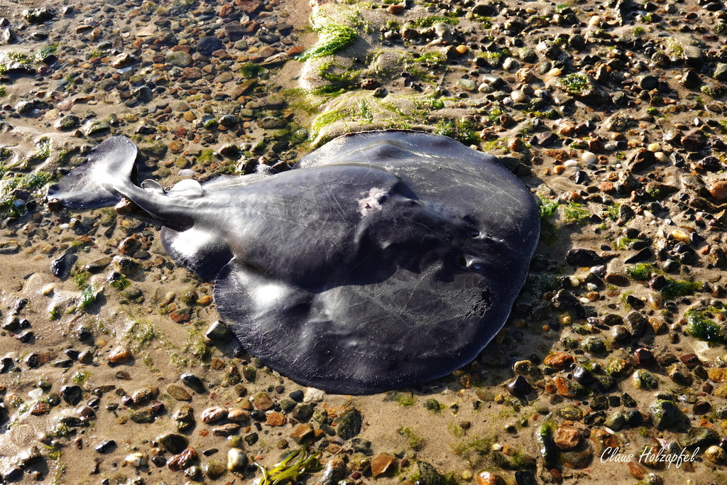 Western Atlantic Torpedo (Tetronarce occidentalis) - Marine Life ...
