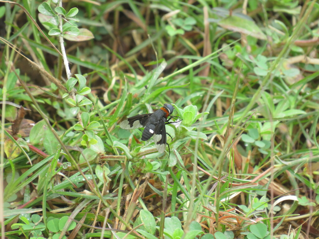 Bee Flies from Chennai, Tamil Nadu, India on November 25, 2022 at 08:30 ...