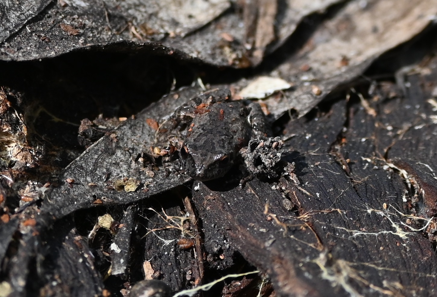 Crinia riparia Littlejohn & Martin, 1965