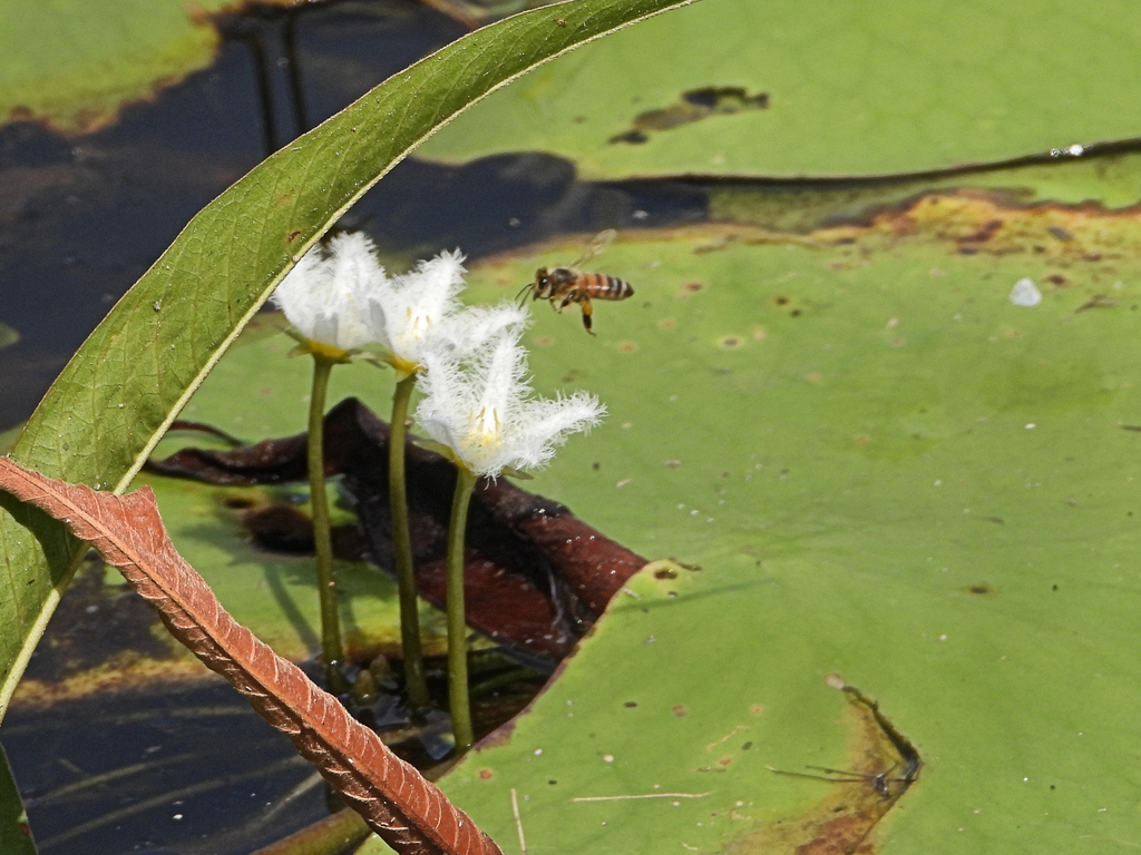 Water Snowflake from Cairns QLD, Australia on November 07, 2022 at 09: ...