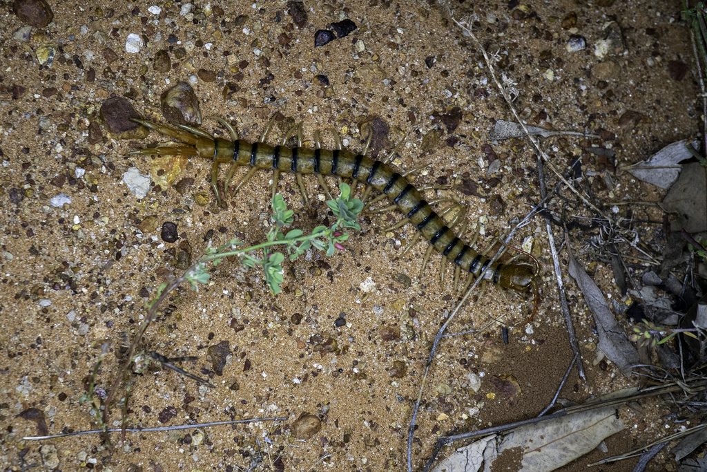 Red-headed Centipede from Paroo, Queensland, Australia on November 3 ...