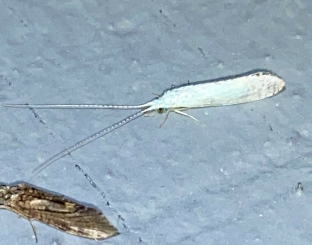 Nectopsyche candida from Isaac Creek Campground, Monroe County, AL, USA ...