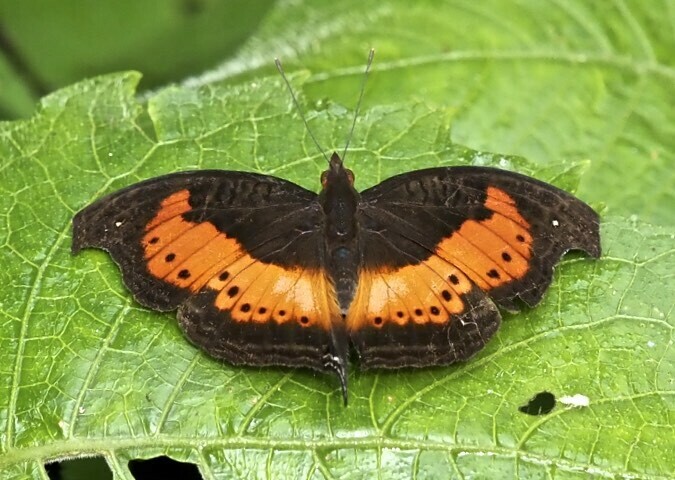 Sylvan Leaf Commodore from Kalinzu Forest, Bushenyi, Uganda on June 12 ...