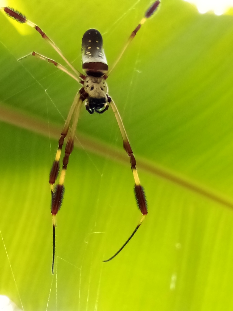 Golden Silk Spider from Cañazas, Panamá on November 26, 2022 at 01:05 ...