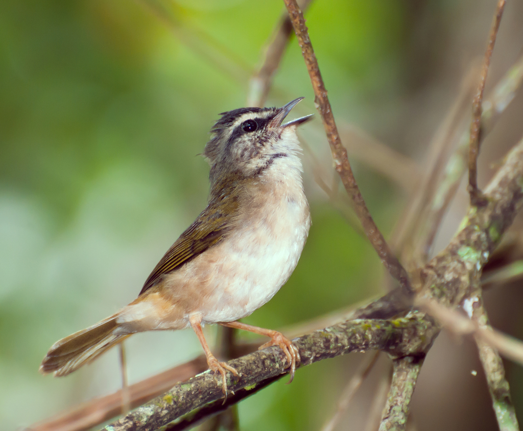 Riverbank Warbler (Birds of Tambopata) · iNaturalist