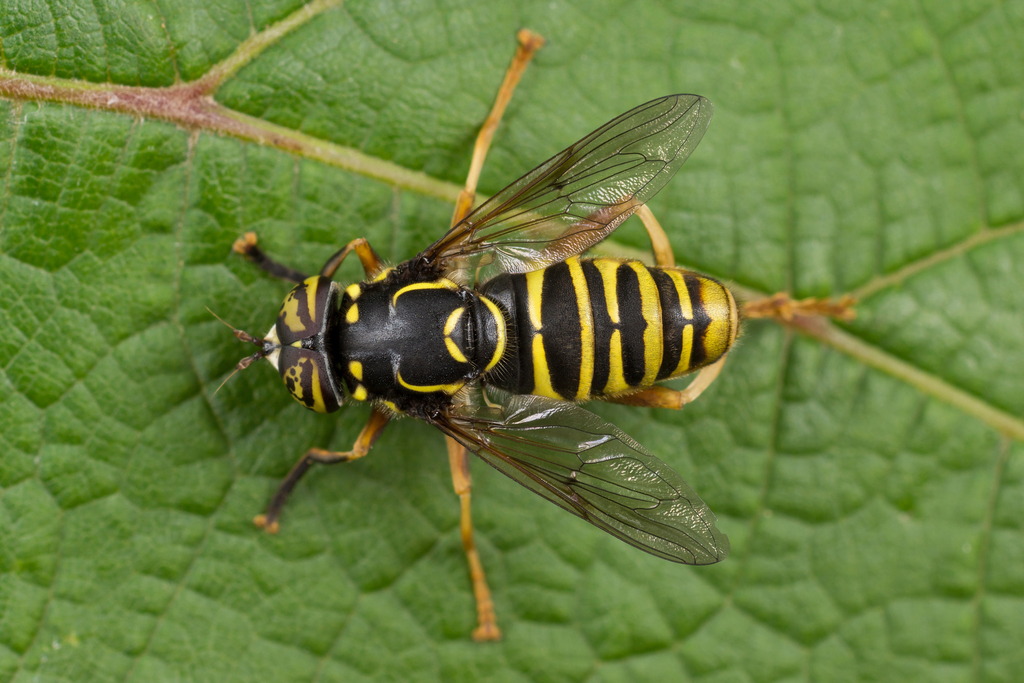 Spilomyia manicata from Серпуховский р-н, Московская обл., Россия on ...