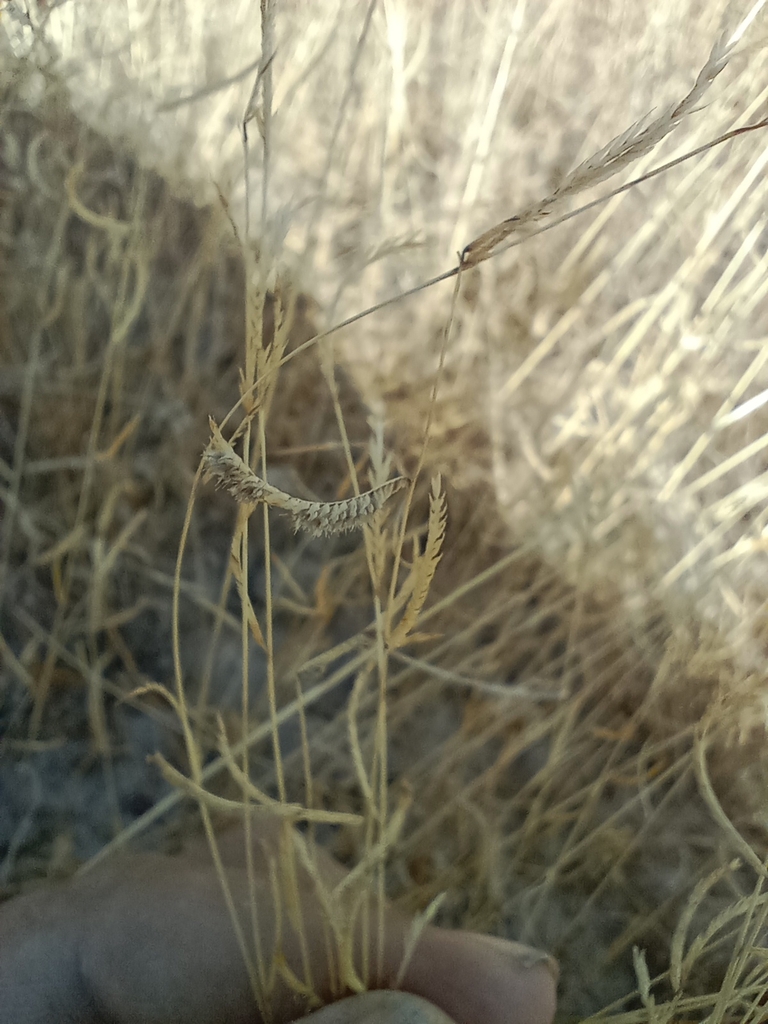 Red Grama from 27652 Coah., México on November 25, 2022 at 02:57 PM by ...