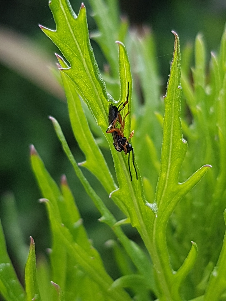 Common Hover Fly Parasitoid Wasp from Flagstaff, Hamilton, New Zealand ...