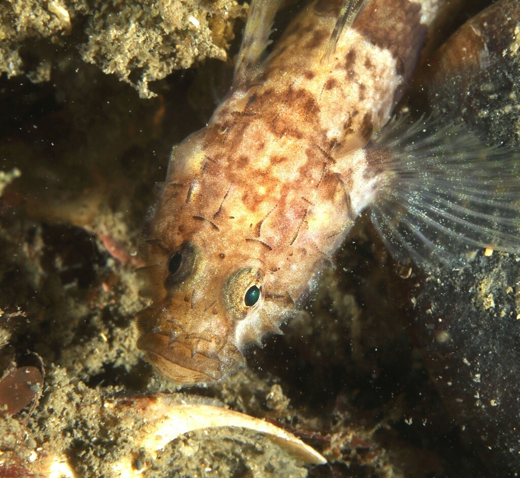 Flathead Goby (Fishes of Chowder Bay, Sydney, Australia) · iNaturalist