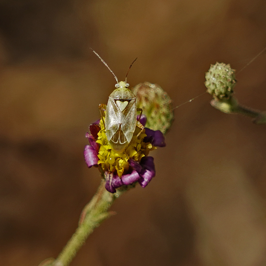 Pale Legume Bug from 18751 Laguna Canyon Rd, Laguna Beach, CA 92651 ...