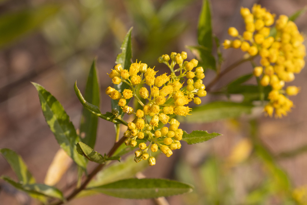 (Psiadia altissima) - Botanical Realm
