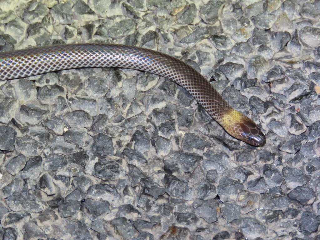 Grey-naped Snake from Cooktown QLD 4895, Australia on October 14, 2022 ...