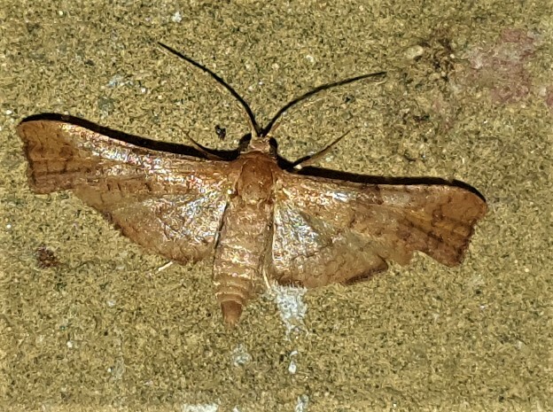 Rhodoneura Guenée, 1858