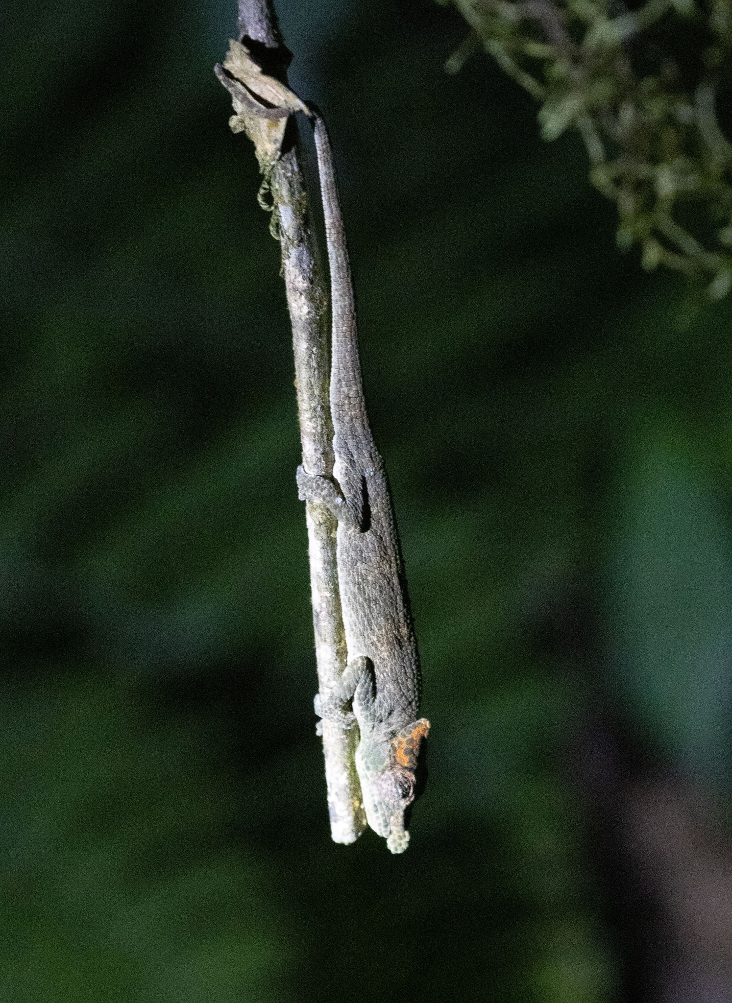 Calumma fallax (Mocquard, 1900)