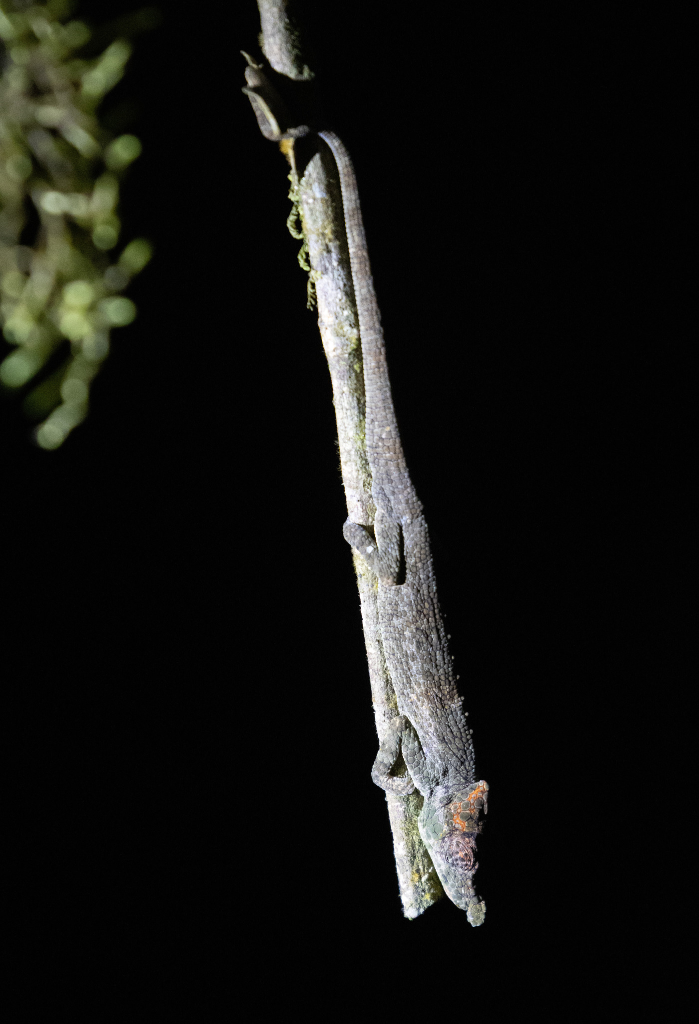 Calumma fallax (Mocquard, 1900)