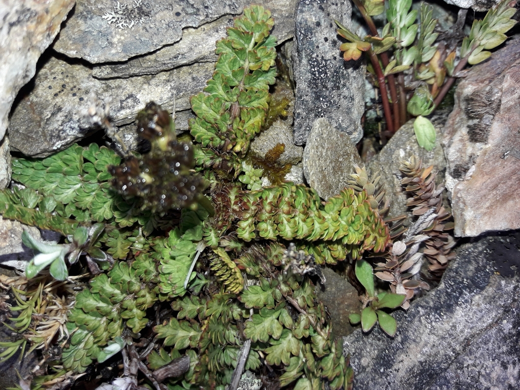 Anisotome from Lower Nevis, New Zealand on November 27, 2022 at 01:33 ...